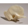 Denoyer-Geppert Anatomical Model, Temporal Bone Right SK30-D | Zoro