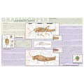 Frey Scientific Laminated Dissection Mat, Grasshopper Anatomy Print 420 ...