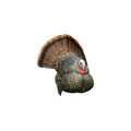 Avian-X LCD Strutter Decoy AVX-AVX8004 | Zoro