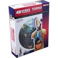 Tedco Toys 4-D Human Torso Anatomy Model TE564418 | Zoro