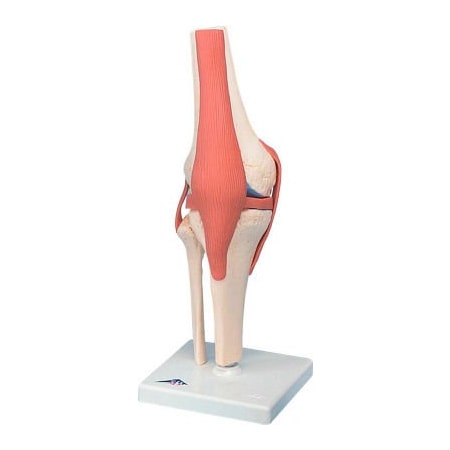 Fabrication Enterprises 3B Anatomical Model - Functional Knee Joint ...