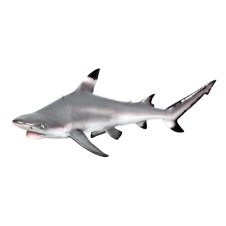 Design Toscano Blacktip Shark Ceiling Mount Trophy Sculpture NE100074 ...