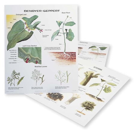 Denoyer-Geppert Charts/Posters, Plant Parts Set/3 1025-13 | Zoro