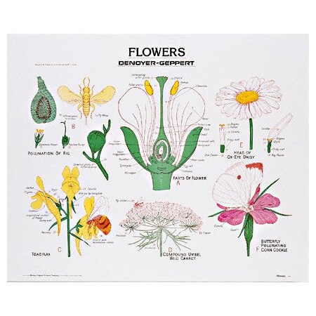Denoyer-Geppert Charts/Posters, Flowers Chart Mounted 1904-10 | Zoro