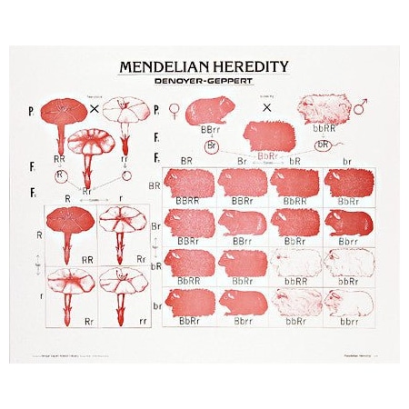 Denoyer-Geppert Charts/Posters, Mendelian Heredity Chart Mounted 1905 ...