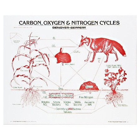 Denoyer-Geppert Charts/Posters, Carbon, Oxygen, Nitrogen Cycle Chart ...