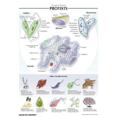 Denoyer-Geppert Charts/Posters, Protist Chart 7505-08 | Zoro