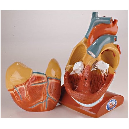 Denoyer-Geppert Anatomical Model, Giant Heart w/Pericardium 0101-00 | Zoro