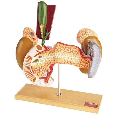 Denoyer-Geppert Anatomical Model, Internal Organs Model 0146-00 | Zoro