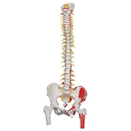 3B Scientific Deluxe Flex. Spine with femur - w/ 3B Smart Anatomy ...