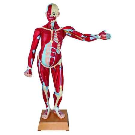 Eisco Model Human Life size Male Muscular Torso Dissectable - 36 Parts ...