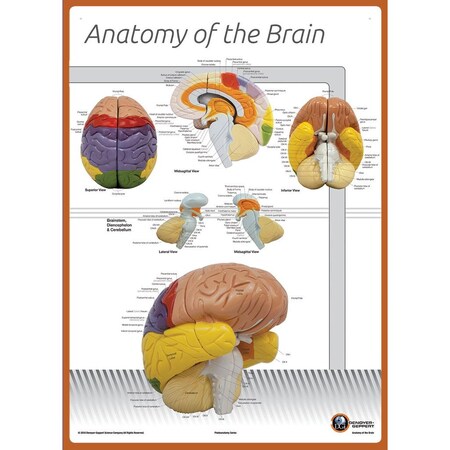 Denoyer-Geppert Charts/Posters, Poster Size Brain Anatomy Chart LABELED ...