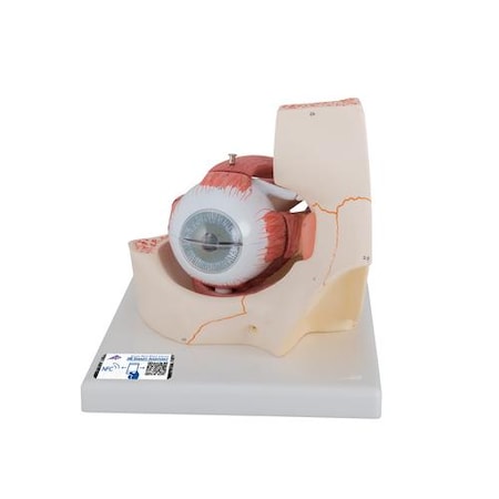 3B Scientific Eye, 3 times full-size, 7 part - w/ 3B Smart Anatomy ...