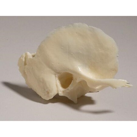 Denoyer-Geppert Anatomical Model, Temporal Bone Right SK30-D | Zoro