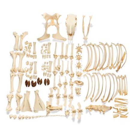 3B Scientific Cow Skeleton, w/o Horns, Disarticulated 1020975 | Zoro