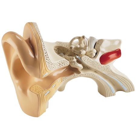 Denoyer-Geppert Anatomical Model, Student Ear Model 0823-33 | Zoro