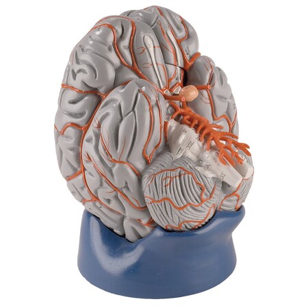 Denoyer-Geppert Anatomical Model, Student Brain with Arteries 0826-66 ...