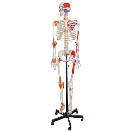 Eisco Human skeleton Rod mount 170cm spine, muscles, insertions ...