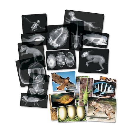 Roylco Animal X-Ray Set 5910 | Zoro