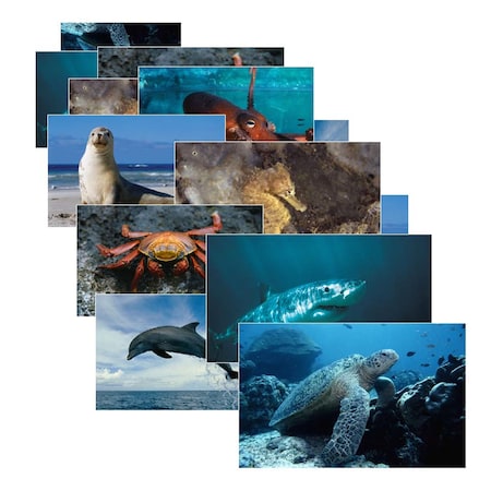 Stages Learning Materials Sea Life Poster Set, Set of 14 SLM-157 | Zoro