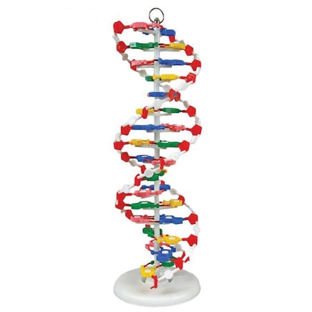 United Scientific Dna Model, Pre-Assembled DNAM01 | Zoro