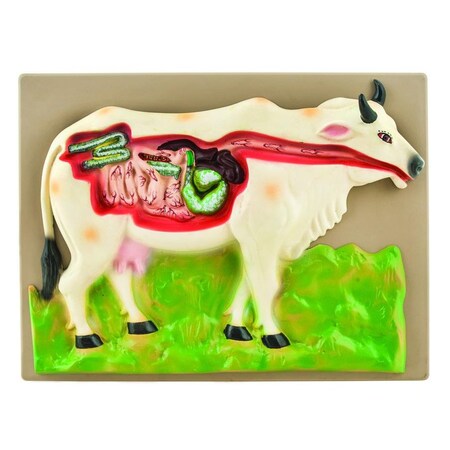 Eisco Scientific Eisco Labs Cow Digestive System Model ZM0126 | Zoro