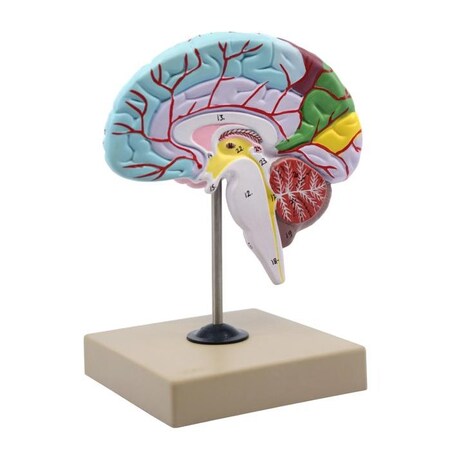 Eisco Scientific Eisco Labs Human Model of Functional Brain - 1/2 Size ...