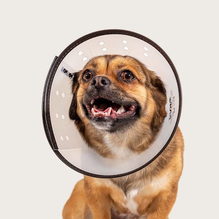 Vetone Saf-T-Clear Collar, 12in , 19-25-in Neck Circumference 655006 | Zoro