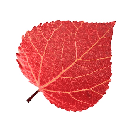 Next Innovations Large Aspen Red Aspen Leaf Wall Art 101421006-RED | Zoro