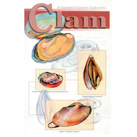 Frey Scientific Mini-Guide to Clam Dissection 420.4024.1 | Zoro