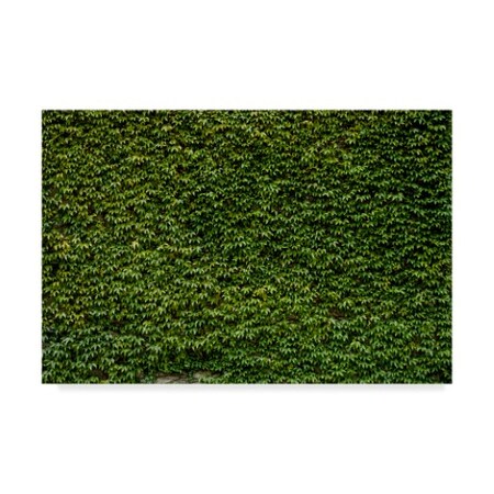 Trademark Fine Art 1X Prints 'Green Ivy Leaves Wall 1' Canvas Art ...