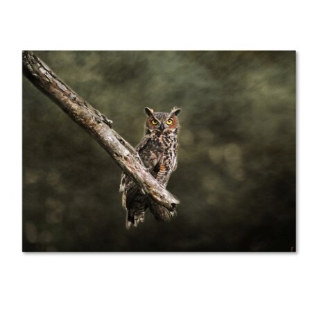 Trademark Fine Art Jai Johnson 'Great Horned Owl At Shiloh' Canvas Art ...