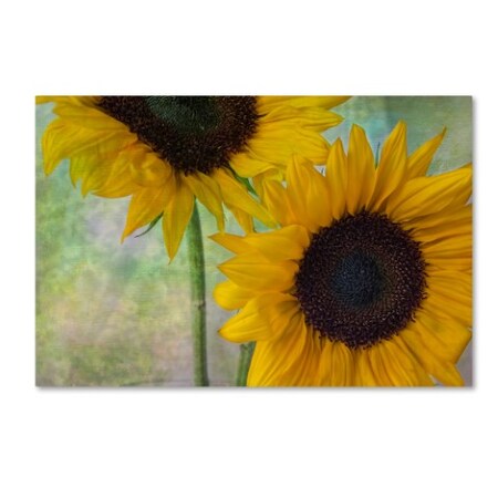 Trademark Fine Art Bob Rouse 'Big Sunflowers' Canvas Art, 12x19 ...
