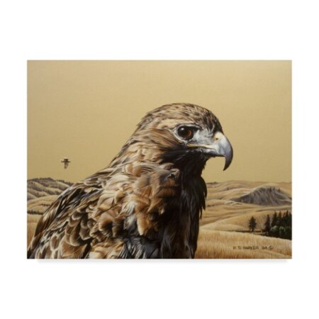 Trademark Fine Art Ron Parker 'Red Tailed Hawk' Canvas Art, 35x47 ...