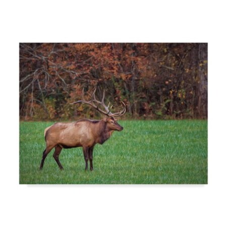 Trademark Fine Art Galloimages Online 'Bull Elk' Canvas Art, 35x47 ...