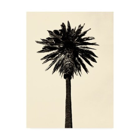 Trademark Fine Art Erik Asla 'Palm Tree 1979 Tan' Canvas Art, 18x24 ...