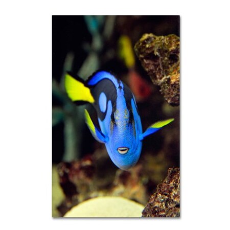 Trademark Fine Art Kurt Shaffer 'Parrot Fish' Canvas Art, 22x32 KS111 ...