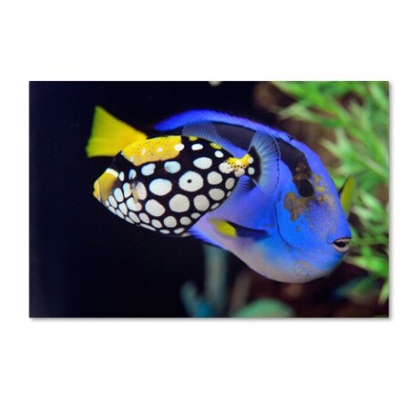Trademark Fine Art Kurt Shaffer 'Colorful Tropical Fish' Canvas Art ...