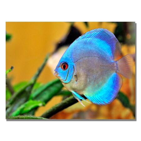 Trademark Fine Art Kurt Shaffer 'One Blue Fish' Canvas Art, 22x32 KS449 ...