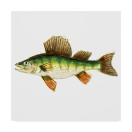 Trademark Fine Art Rick Novak 'Illustrated Yellow Perch' Canvas Art ...