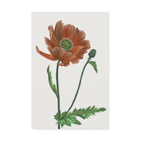 Trademark Fine Art Melissa Wang 'Poppy Flower Iii' Canvas Art, 12x19 ...