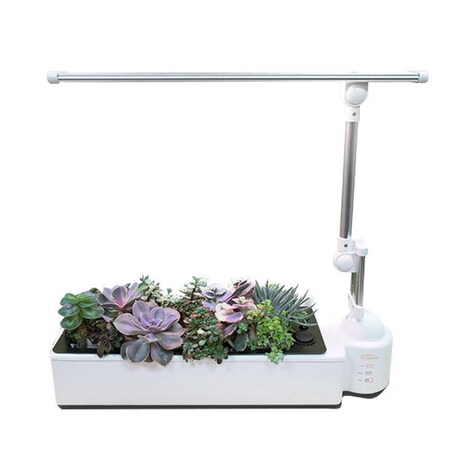Plaza O2 Light Garden- Succulents - 21 Pots PL2965290 | Zoro