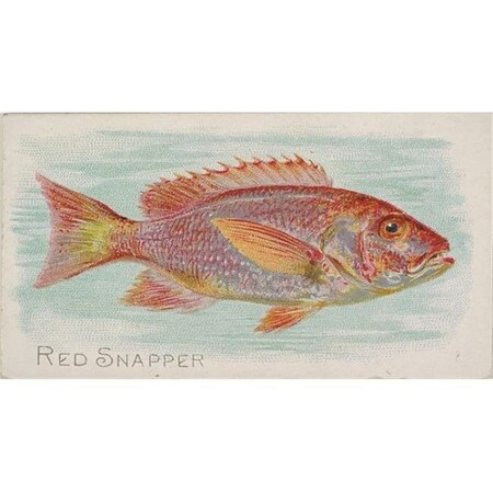Public Domain Images Public Domain Images MET407090 Red Snapper From ...