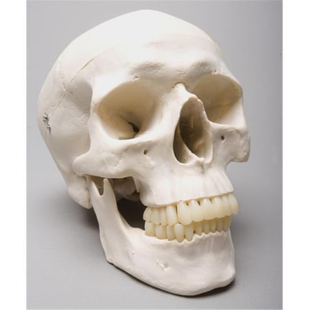 Skeletons And More SM200D 2nd Class Harvey Skull SM200D | Zoro