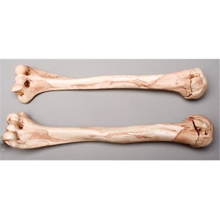 Skeletons And More SM374DLA Aged Left Humerus Bone SM374DLA | Zoro