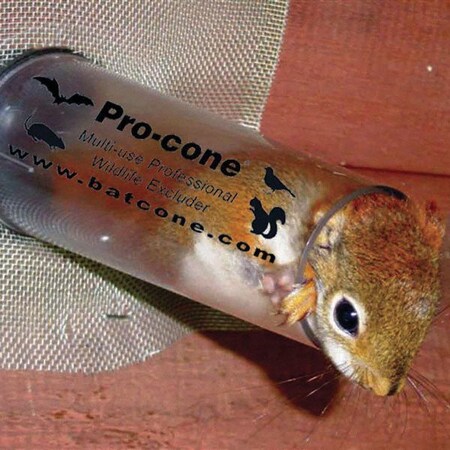 Bird Barrier Bat Removal Cone, Animal Control, 6in. N8-PC30 | Zoro