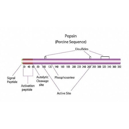 Sigma-Aldrich Pepsin, Contains 25g, CAS 9001-75-6 P7000-25G | Zoro
