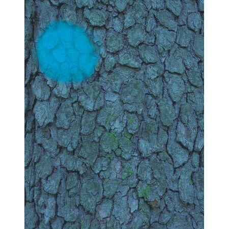 Aervoe Tree Marking Paint, 12 oz., Blue, Solvent -Based 695 | Zoro