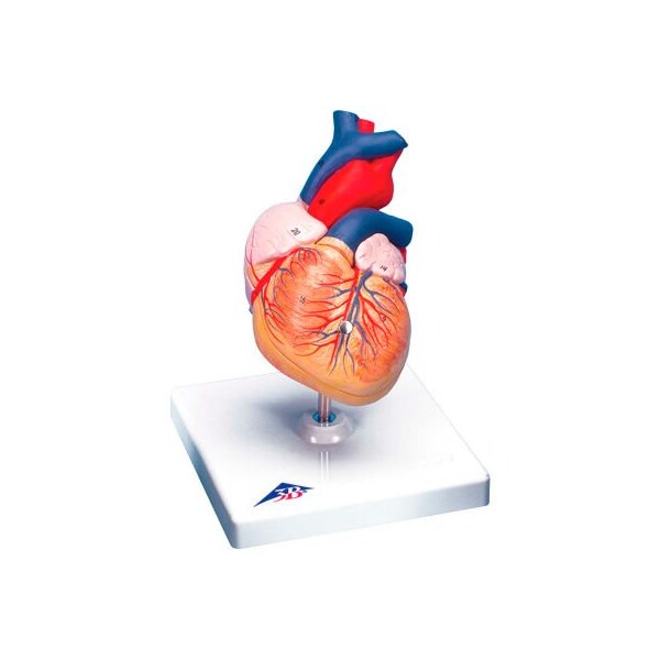 Fabrication Enterprises 3B Anatomical Model - Heart, 2-Part 974438 | Zoro