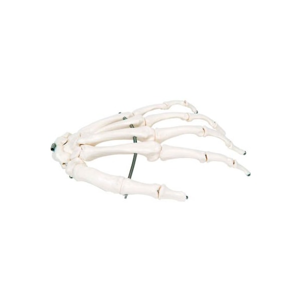 Fabrication Enterprises 3B Anatomical Model - Loose Bones, Hand ...